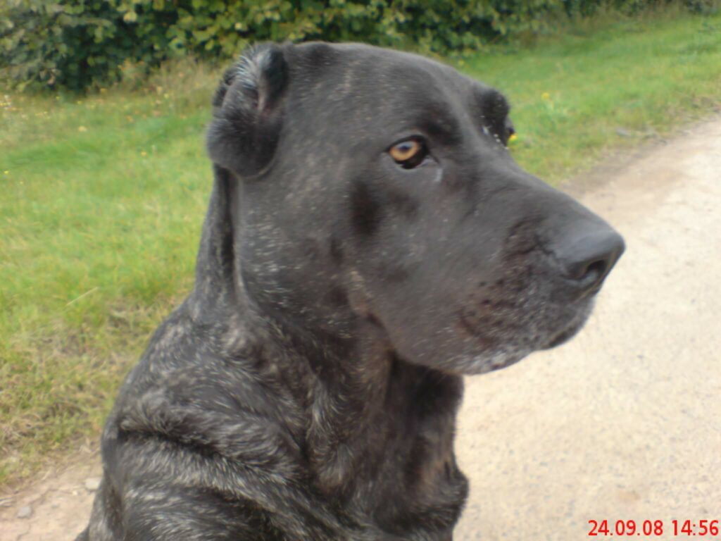 Magical Fidget Bot - Die neue Generation des Shakes and Fidget Bots